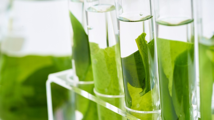 Microalgae as a New Resource | CosmeticBusiness